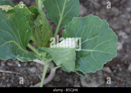 Cabbage Aphid (Brevicoryne brassicae Stock Photo - Alamy