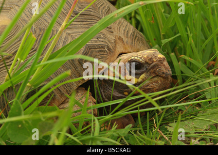 Red-footed Tortoise (Geochelone carbonaria), adult, Pantanal, Brazil ...