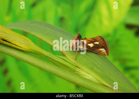 Gold Spot moth, Plusia festucae, family Noctuidae, July, Monmouthshire ...