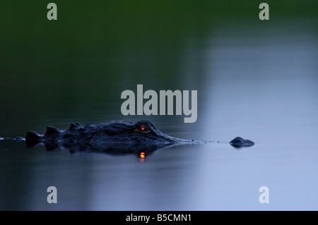 Alligator at night with flash illuminated eyes Stock Photo: 20563323 ...
