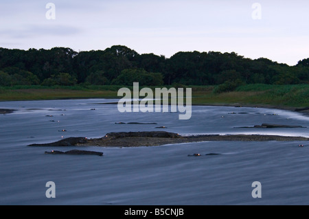 A congregation of alligators on the drought stricken Myakka River Stock ...