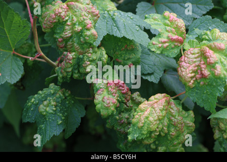RED CURRENT BLISTER APHID Cryptomyzus ribis SHOWING BLISTERS ON UPPER ...