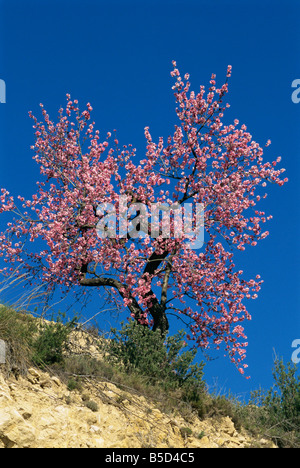 Almond blossom on almond tree at the Costa Blanca, province of Alicante ...