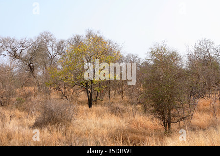 Yellow Jackalberry Tree (Diospyros mespiliformis) surrounded by ...