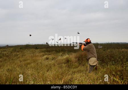 Upland Bird Hunter and Flushing Covey of Bobwhite Quail Tamaulipas ...