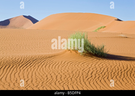 Nara plant, Acanthosicyos horridus, in flower, Namibia Stock Photo - Alamy