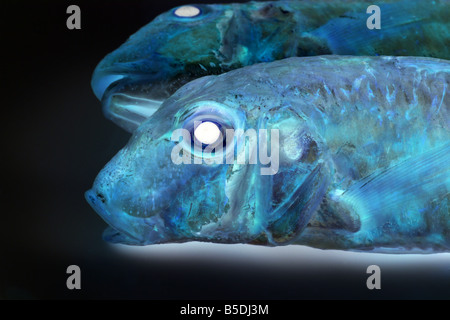 fish, mullet, fishes Stock Photo - Alamy