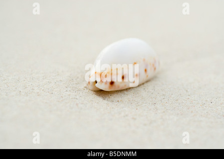 Seashell on the sand close up. Sea concept. Selective focus on ...