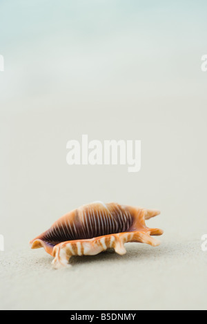 Colourful seashells in the sand, sea water beach. Beach background with ...