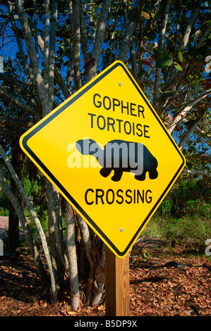 Sanibel Island Florida,Gopher tortoises Gopherus polyphemus,roadway ...