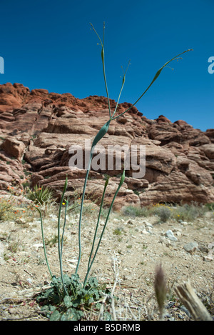 A selective focus shot of rock formations on a mountain summit with ...