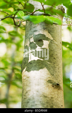 A selective focus shot of Aspen tree trunk in autumn forest Stock Photo ...