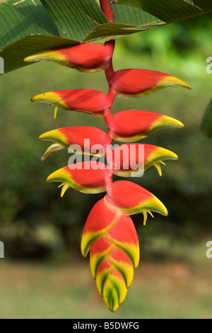 Hanging crab claw flower Stock Photo - Alamy