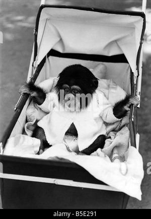 Empathy amongst the apes: Chad the baby chimp begs for Natalie Daniels ...