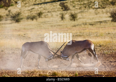 Two gemsbok (Oryx gazella) bulls fighting and kicking up dust Stock ...