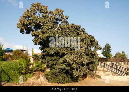 fig tree bay beach protaras cyprus mediterranean Stock Photo - Alamy