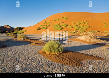 Africa, Namibia, Nara-shrub in the Namib desert Stock Photo - Alamy