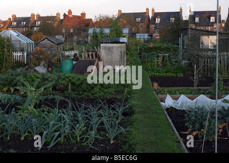 Urban allotment plot with flowers and vegetables Stock Photo - Alamy