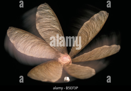 graine d erable allant vers le sol a la maniere d un helicoptere maple ...