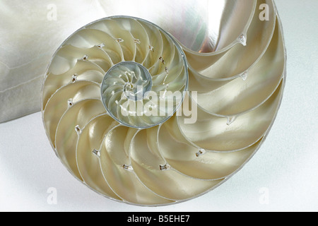 Living Fossil - Chambered Nautilus - Pompilius Stock Photo - Alamy