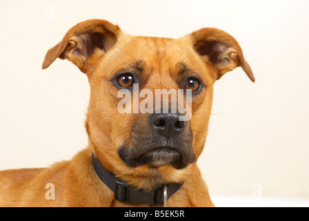 Sandy (a boxer / staffordshire terrier mix Stock Photo - Alamy