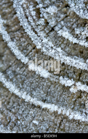Frost on Tree Rings Stock Photo - Alamy