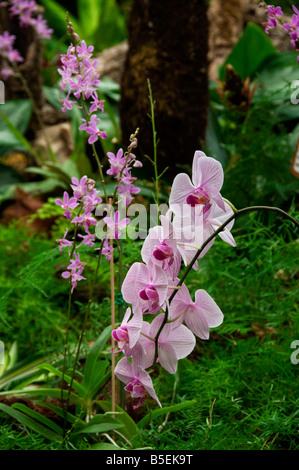 Raceme of Plalaenopsis orchid blooms in lush natural habitat Stock ...