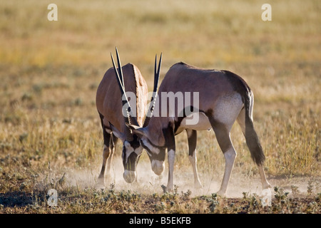 Two gemsbok (Oryx gazella) bulls fighting and kicking up dust Stock ...