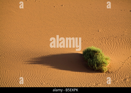 Africa, Namibia, Nara-shrub in the Namib desert Stock Photo - Alamy