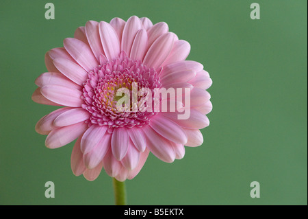 Pink gerbera showing radial symmetry, disc and ray florets typical of ...