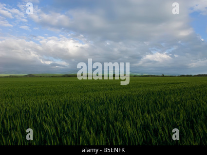 Green grass along the palouse, southeastern washington, USA Stock Photo ...