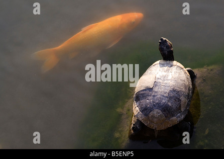A carp and a terrapin by the lake within the precincts of the Toji ...