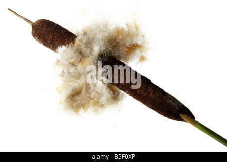 Tall marsh plant Bullrush seed head Reedmace Stock Photo - Alamy