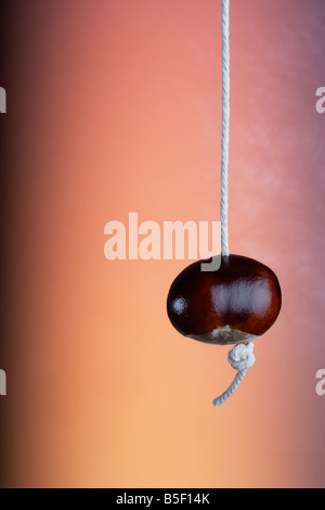 A Horse Chestnut Conker on a string Stock Photo - Alamy
