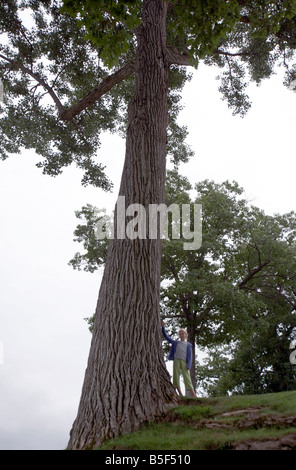 little girl standing next to a tall tree Stock Photo - Alamy