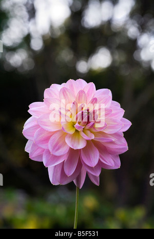 Vertical macro of a lush peach-pink peony bloom with layered petals and ...