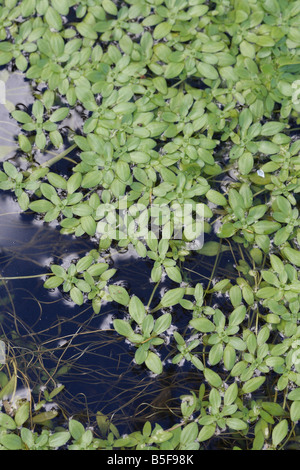 WATER STARWORT Callitriche stagnalis PLANTS COVER THE WATER SURFACE ...