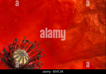 Close-up inside a Red Poppy (Papaver rhoeas) showing petals, stamens ...