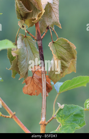 DIEBACK SECTION THROUGH A DEAD BRANCH Stock Photo - Alamy