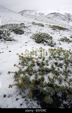 , Astragalus siculus,, a plant endemic to Sicily, circular trail around ...