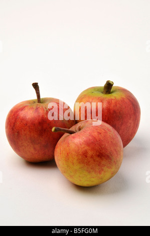 three russet english apples fruit red crisp juicy garden growing autumn ...