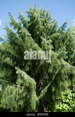 Picea breweriana, Brewer Spruce Tree Picea breweriana "Fruhlingsgold ...