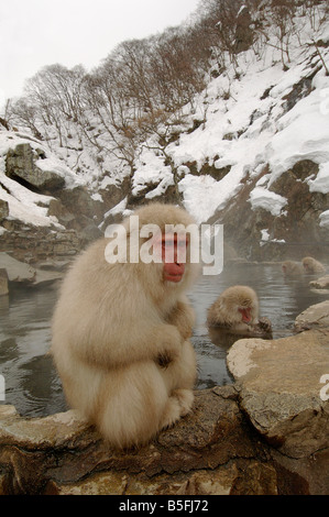 Japanese snow monkeys bathing in hot spring pools at Jigokudani Onsen ...