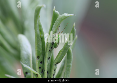GREEN CAPSID LYGOCORIS PABULINUS NYMPH ON BROAD BEAN LEAF BV Stock ...