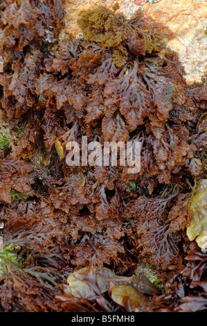 Pepper dulse (Laurencia pinnatifida), a red seaweed exposed at low tide ...