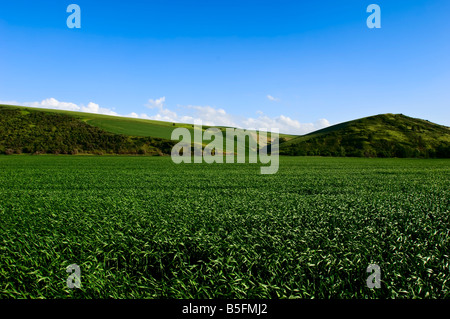 Green grass along the palouse, southeastern washington, USA Stock Photo ...