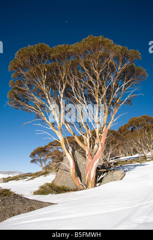 Snow gums (Eucalyptus pauciflora), Charlotte Pass, Perisher Valley ...