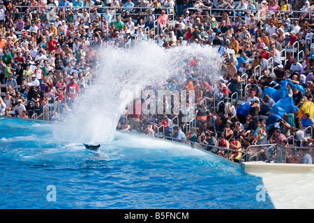 Killer whales splashing the crowd at Shamu Stadium in SeaWorld Stock ...