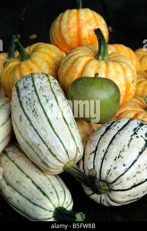SQUASH SWEET LIGHTNING F1 AND DELICATA CORNELL STRAIN AT FRONT APPLE ...