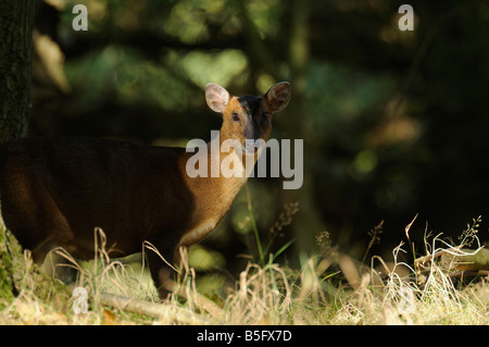 Face to face with a Muntjac deer Stock Photo - Alamy
